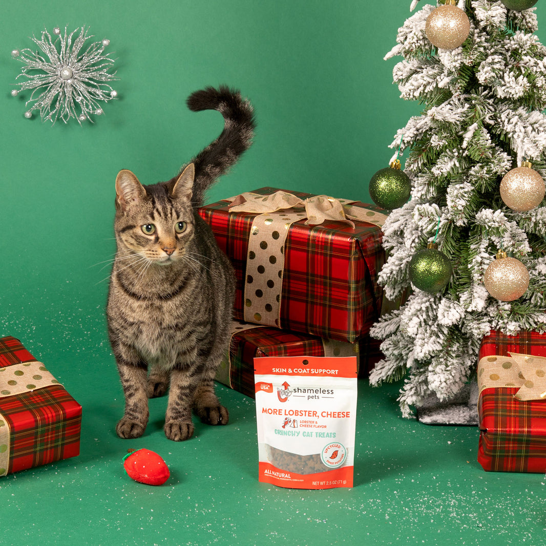 thomas-j-o-connor-animal-control-and-adoption-center | The Animal ...