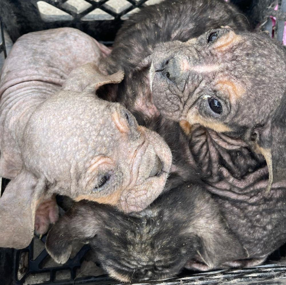 Cat Expert Explains What A "Floof" Really Is | The Animal Rescue Site